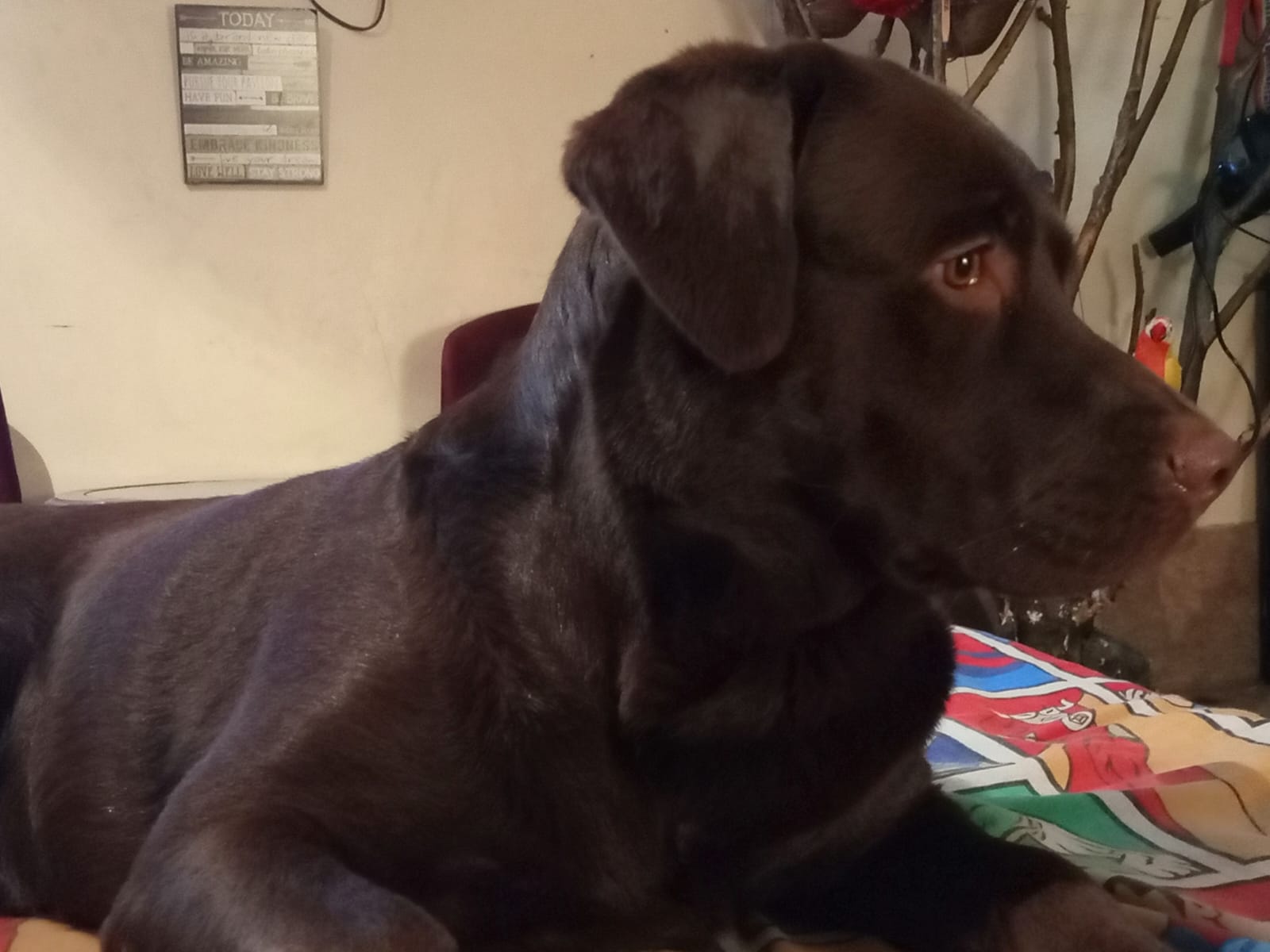 Rio - Labrador Stud in Karachi